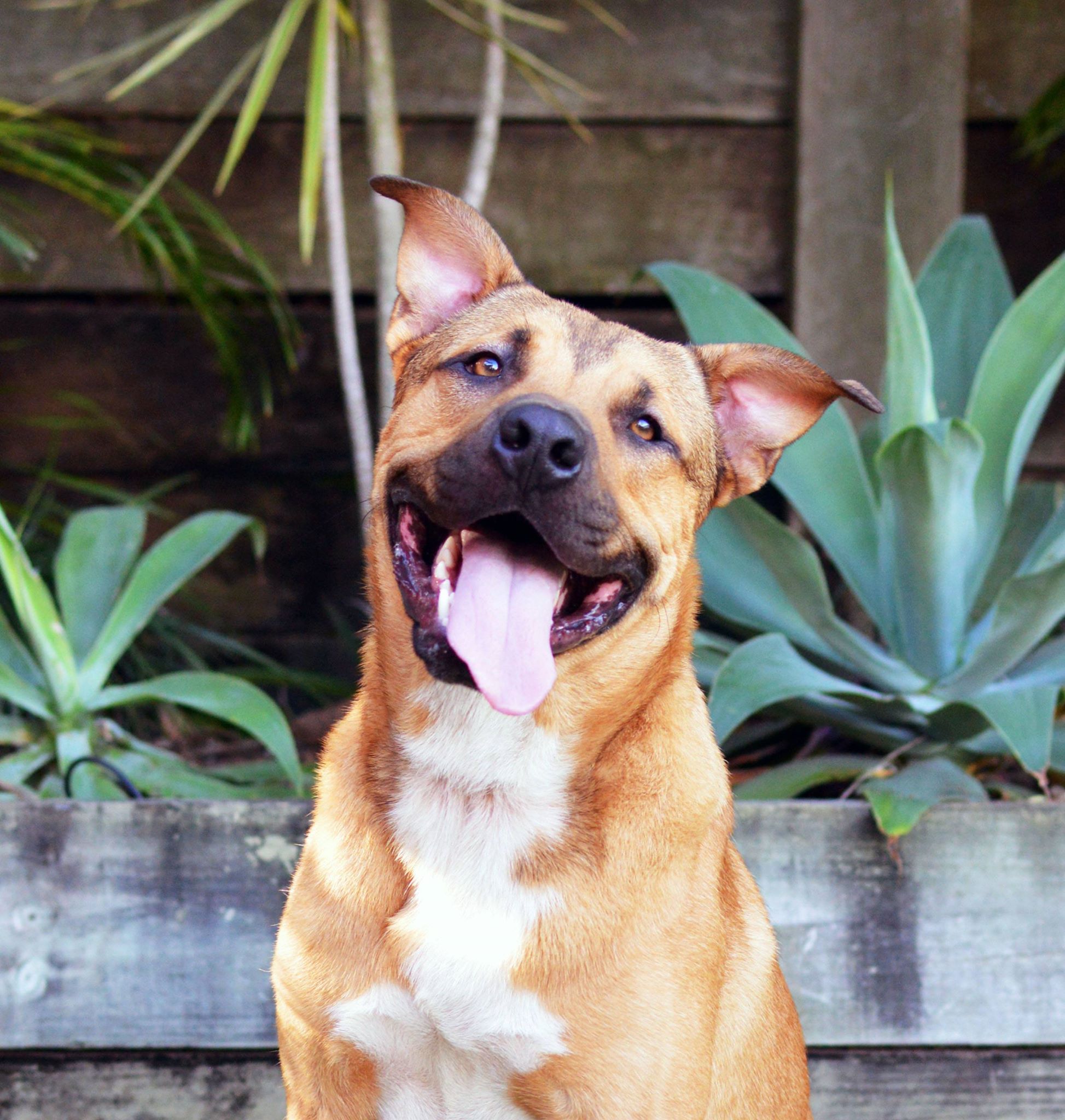 Dogs available for adoption | Central Queensland Animal Society Inc