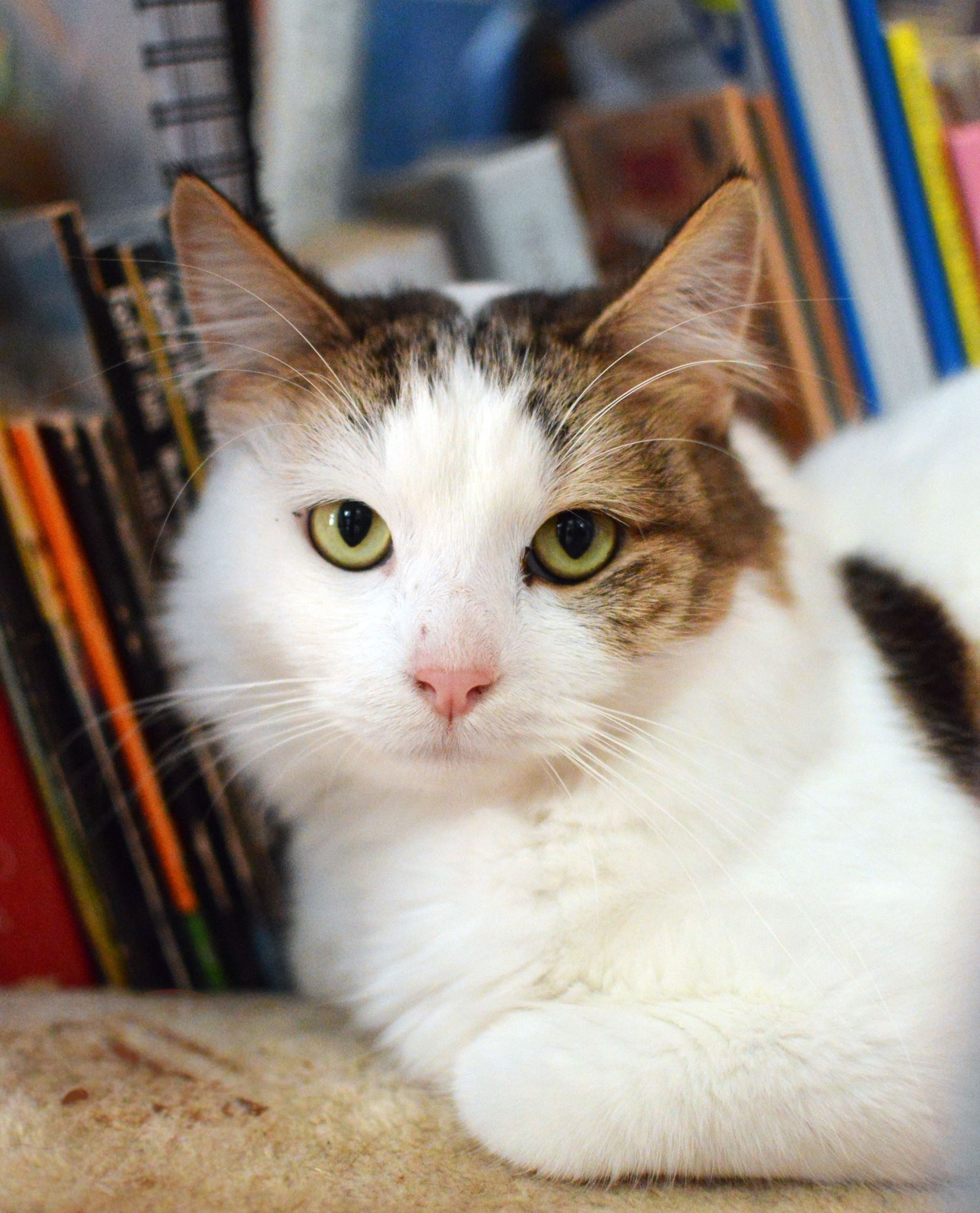 Cats available for adoption | Central Queensland Animal Society Inc