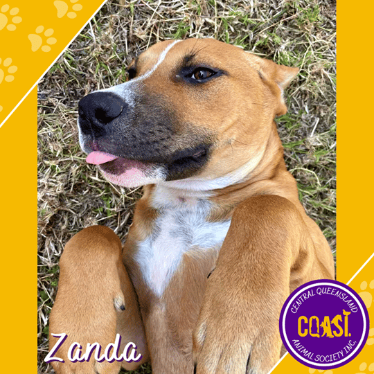 Dogs available for adoption | Central Queensland Animal Society Inc