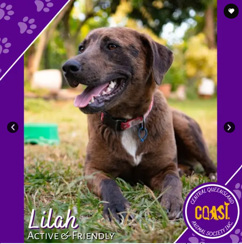 Dogs available for adoption | Central Queensland Animal Society Inc